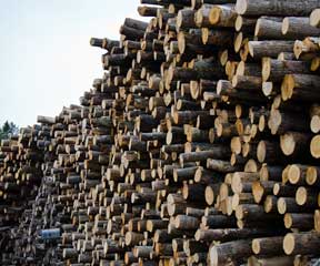 Logger ordered to pay landowner $28,000 for stealing trees - VTDigger