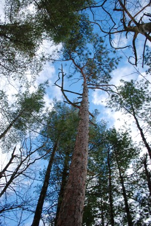 Landscape Confidential: Red pine