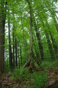 Landscape Confidential: Forked trees