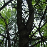 Landscape Confidential: Forked trees