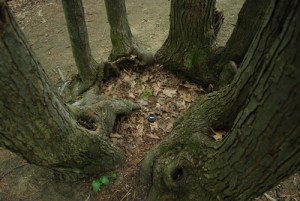 Landscape Confidential: Forked trees