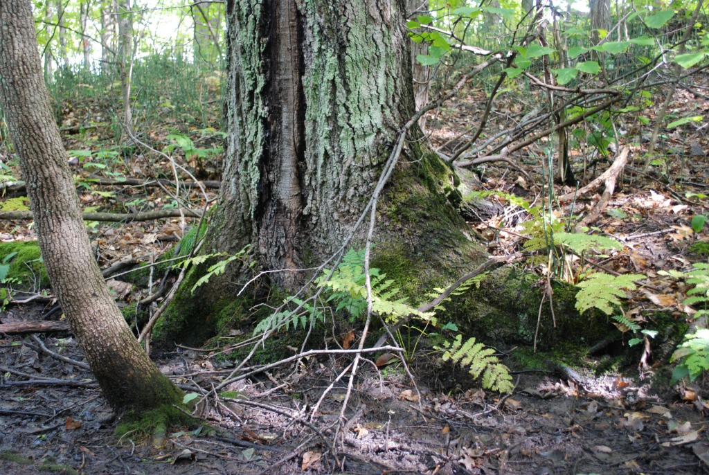 Landscape Confidential: Flooded trees