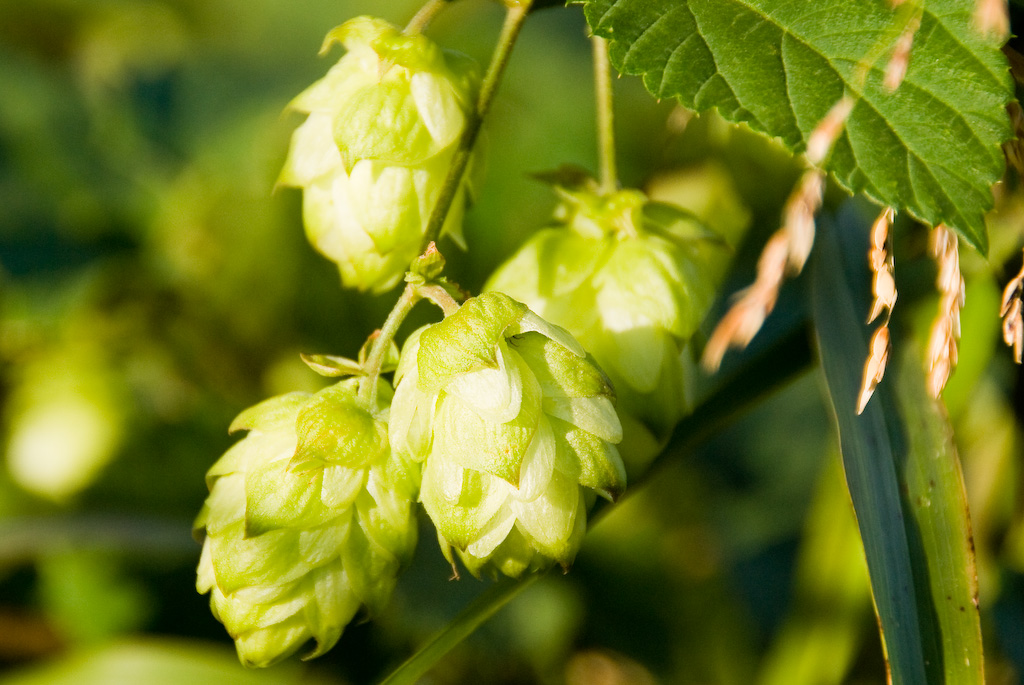 UVM wins grant to help improve production of hops