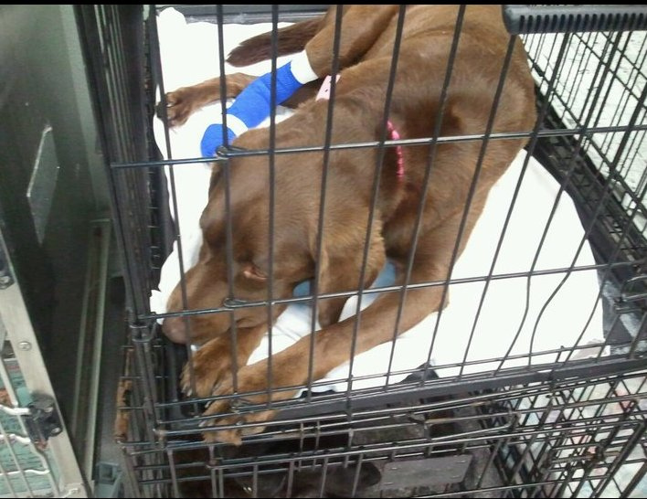 Lawmakers look to make it easier to seize abused animals