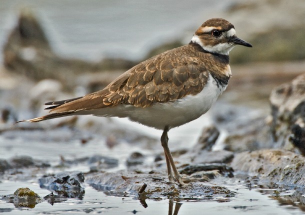 Landscape Confidential: Harbingers of spring - VTDigger