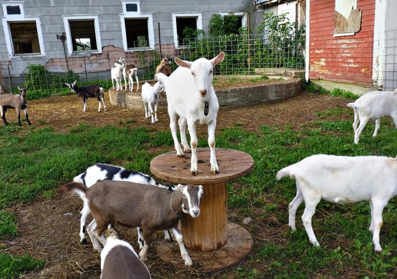 Vermont Creamery’s advice to dairy farmers: switch from cows to goats ...