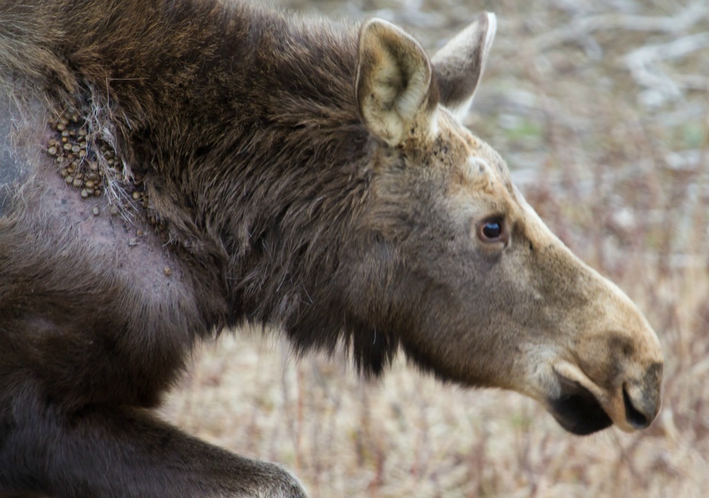 In This State: For Vermont's largest mammal, the moose, some tiny ...