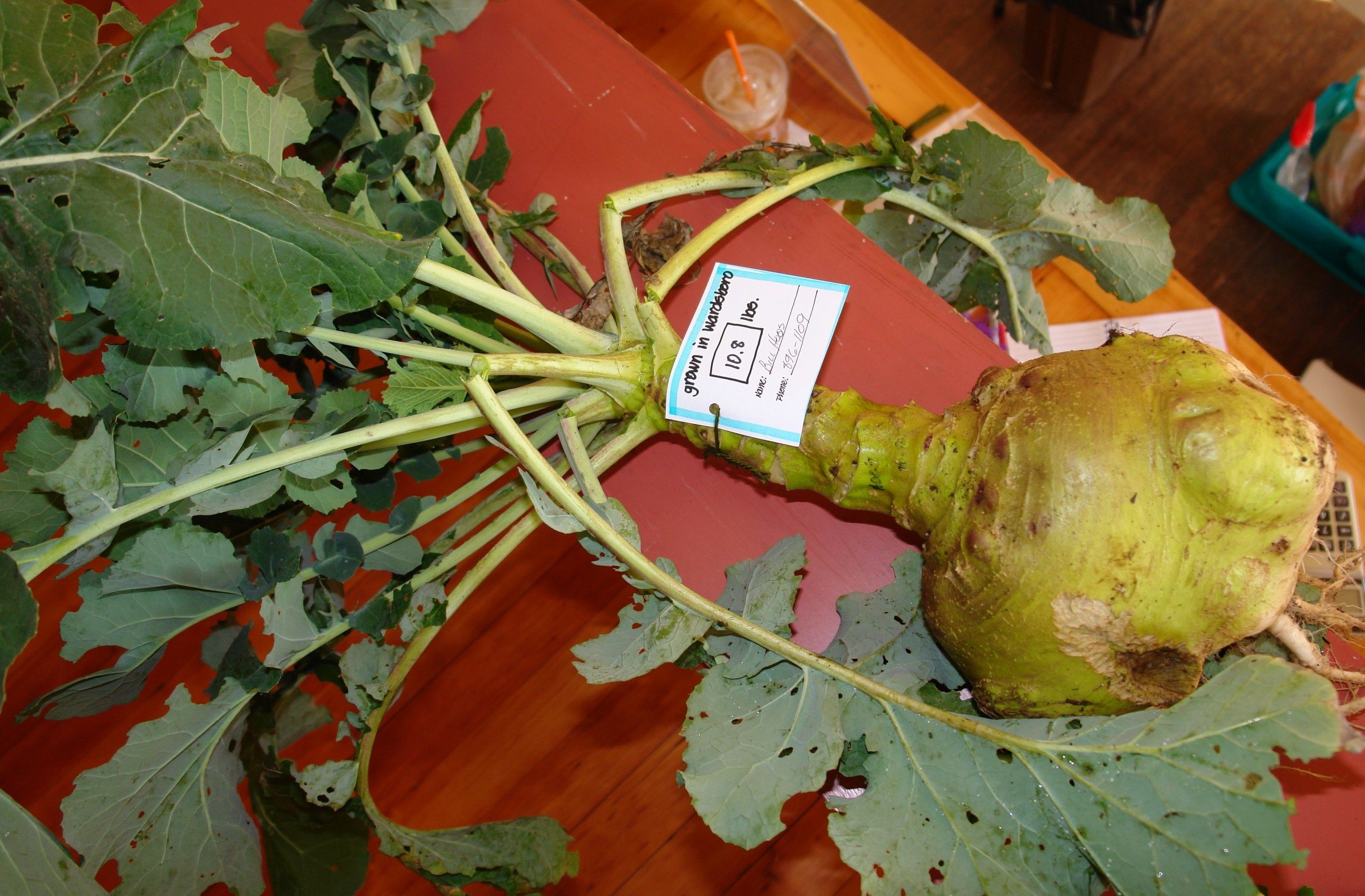 A turnip gets its day in the sun - VTDigger