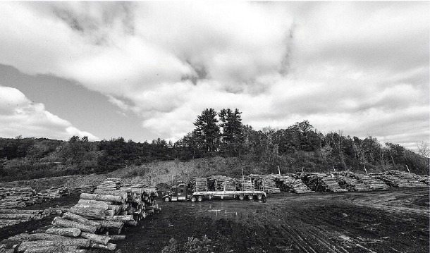 Vermont's forestry industry in crisis - VTDigger