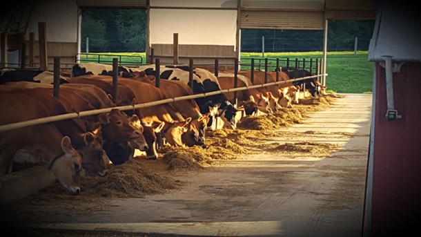 Owners hope for miracle as dairy farm heads to auction - VTDigger