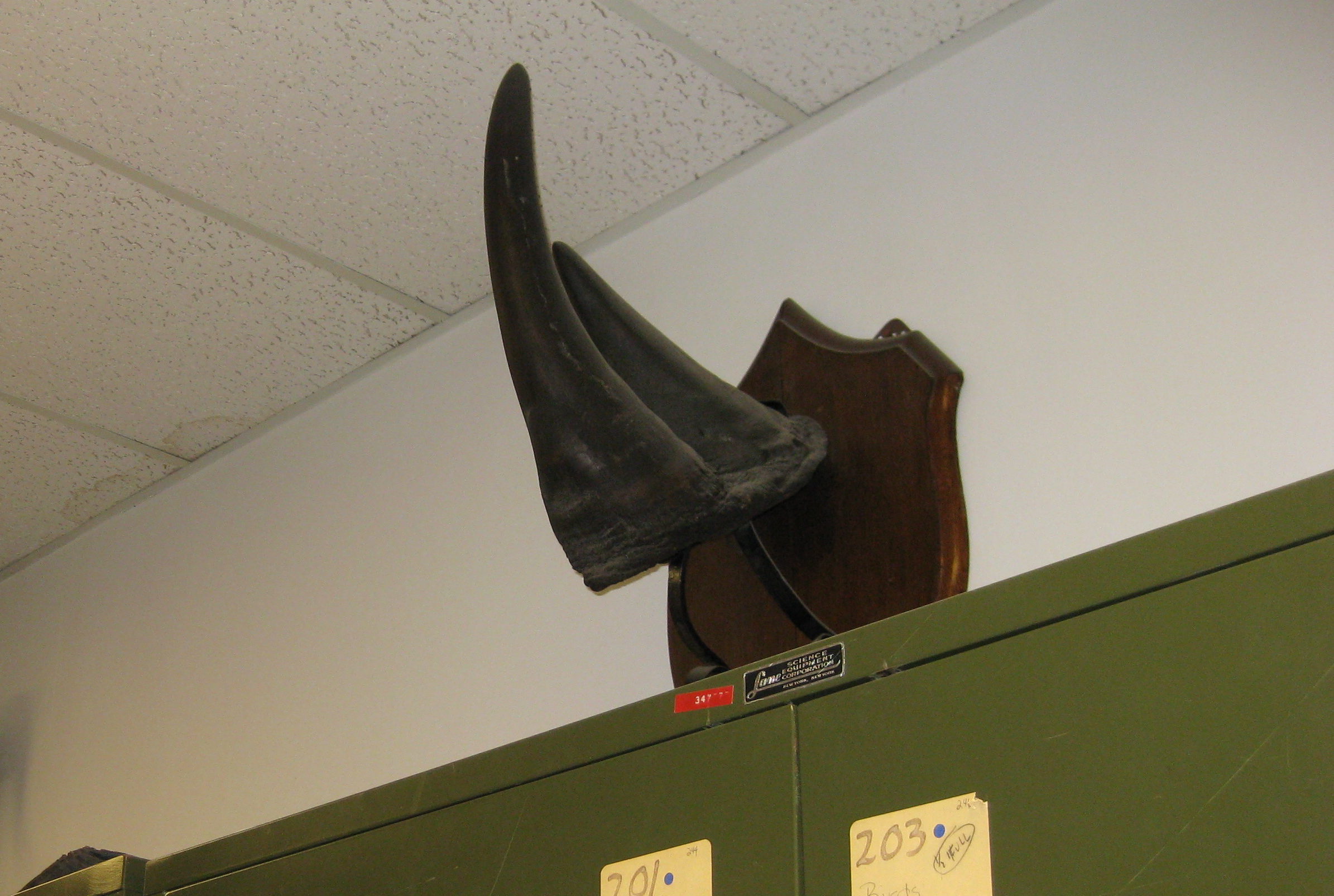 Valuable rhino horn vanishes from UVM collection - VTDigger