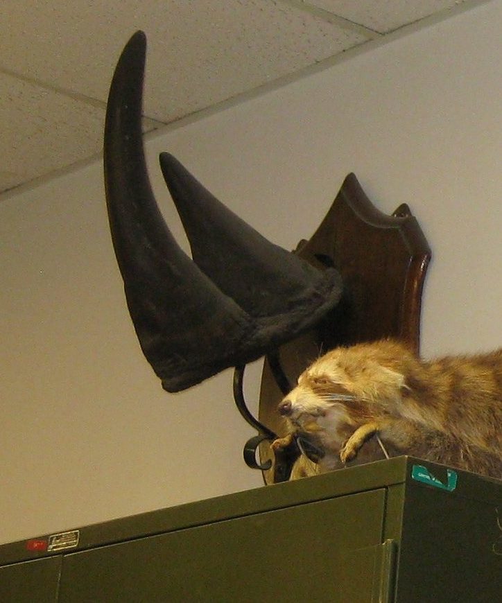 Valuable rhino horn vanishes from UVM collection - VTDigger