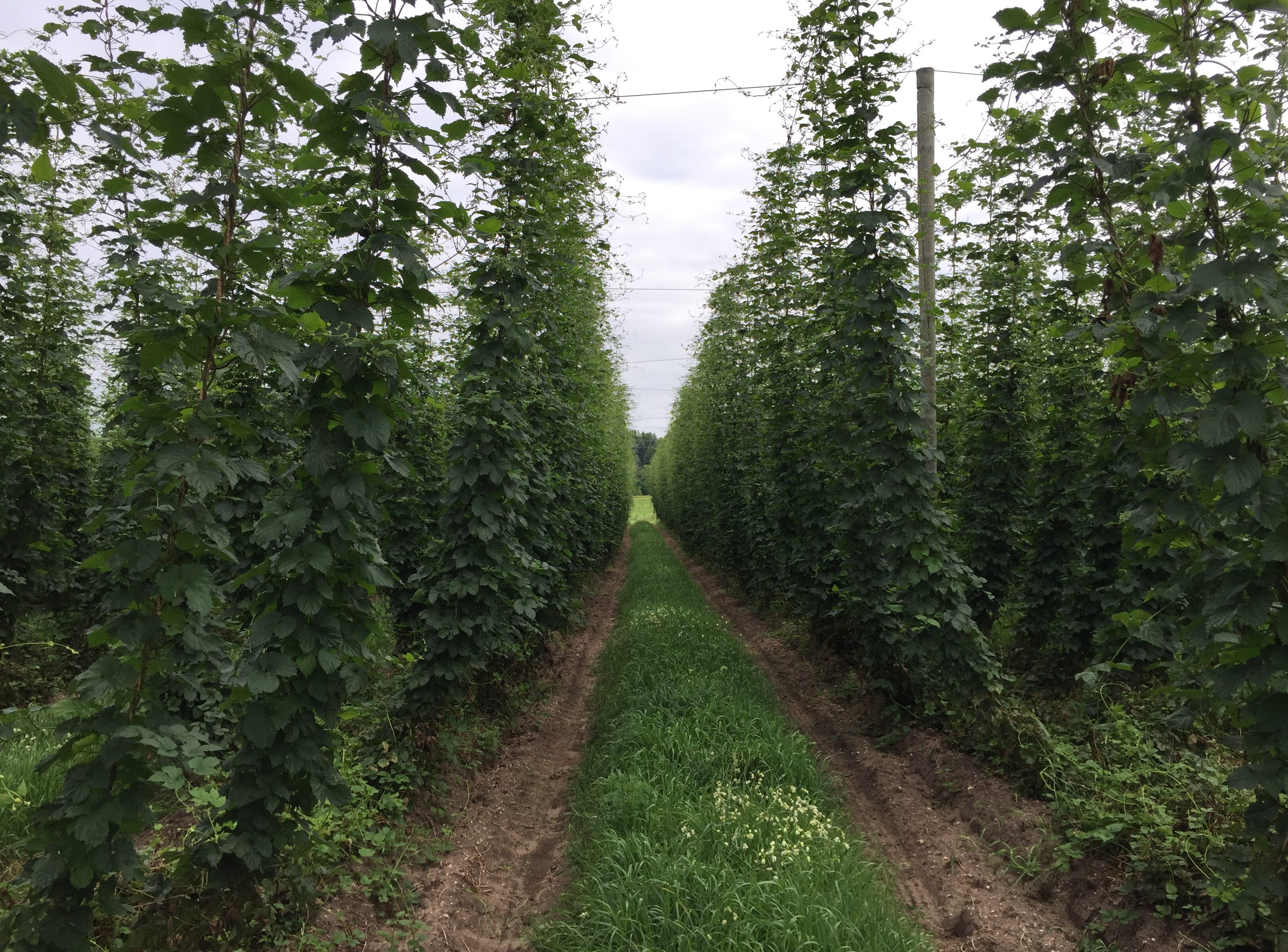 Planned hops farm leaves bitter taste for Charlotte neighbors - VTDigger