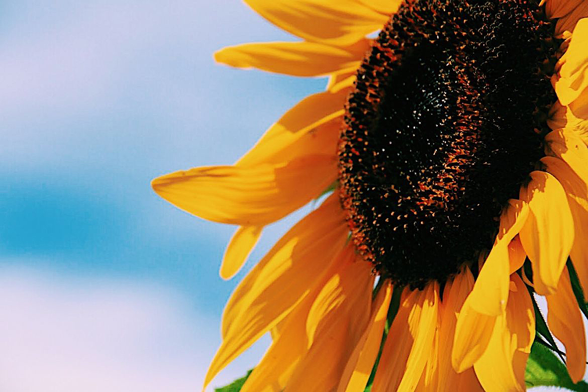 YWP: 'The Planet and Her Colors' - VTDigger