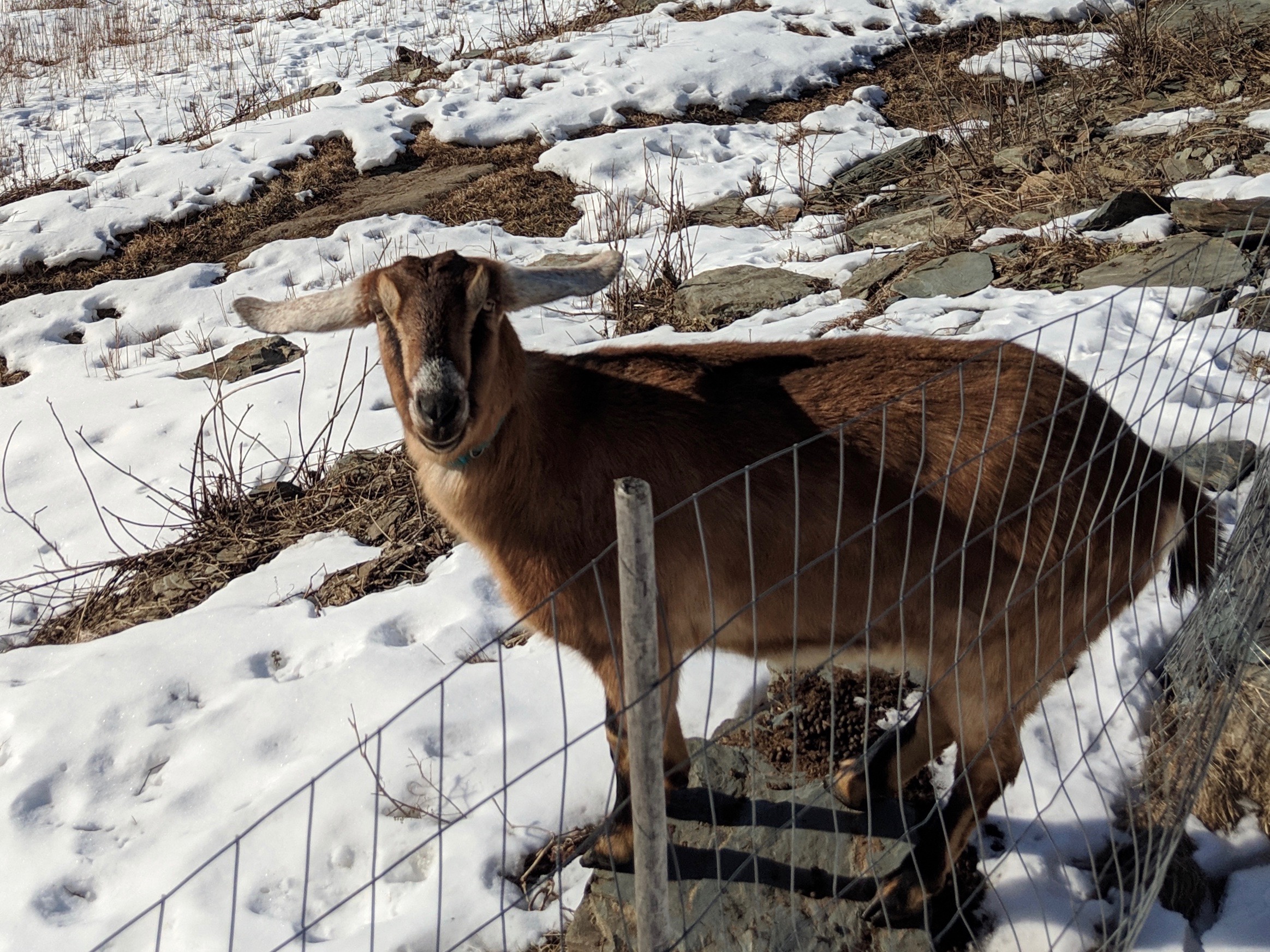 Vermont town's goat mayor will be sworn in Tuesday - VTDigger