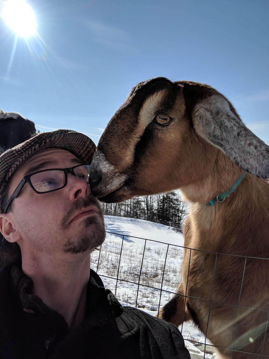 Vermont town's goat mayor will be sworn in Tuesday - VTDigger