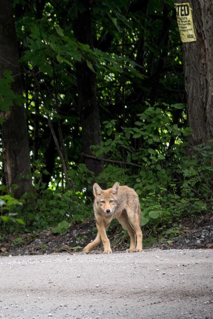 Fish and Wildlife Board declines petition to limit coyote hunting ...