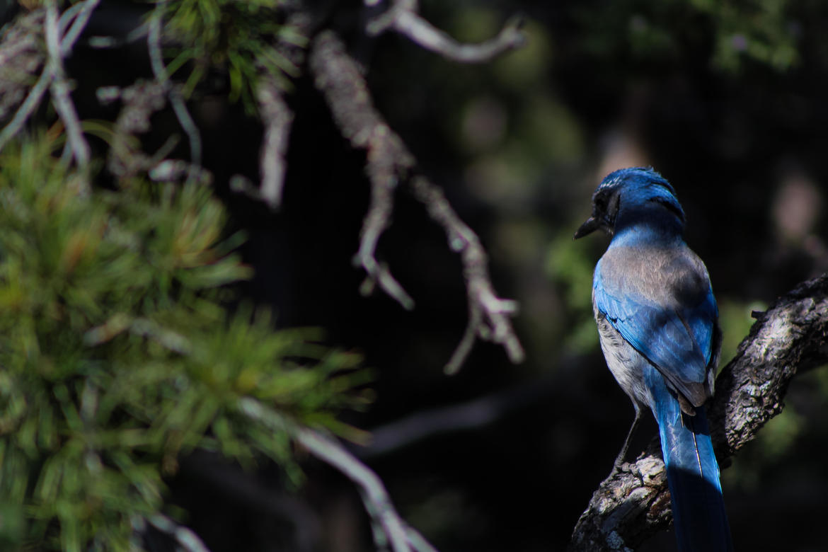 YWP: 'The sparrow' - VTDigger