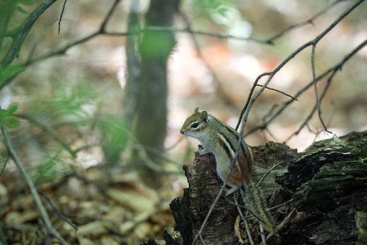 You're not nuts: Chipmunks are flourishing this year in the Upper ...