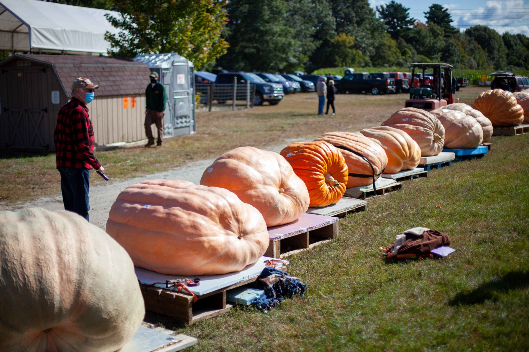 With fairs on ice, giant pumpkin growers keep a fall custom alive ...