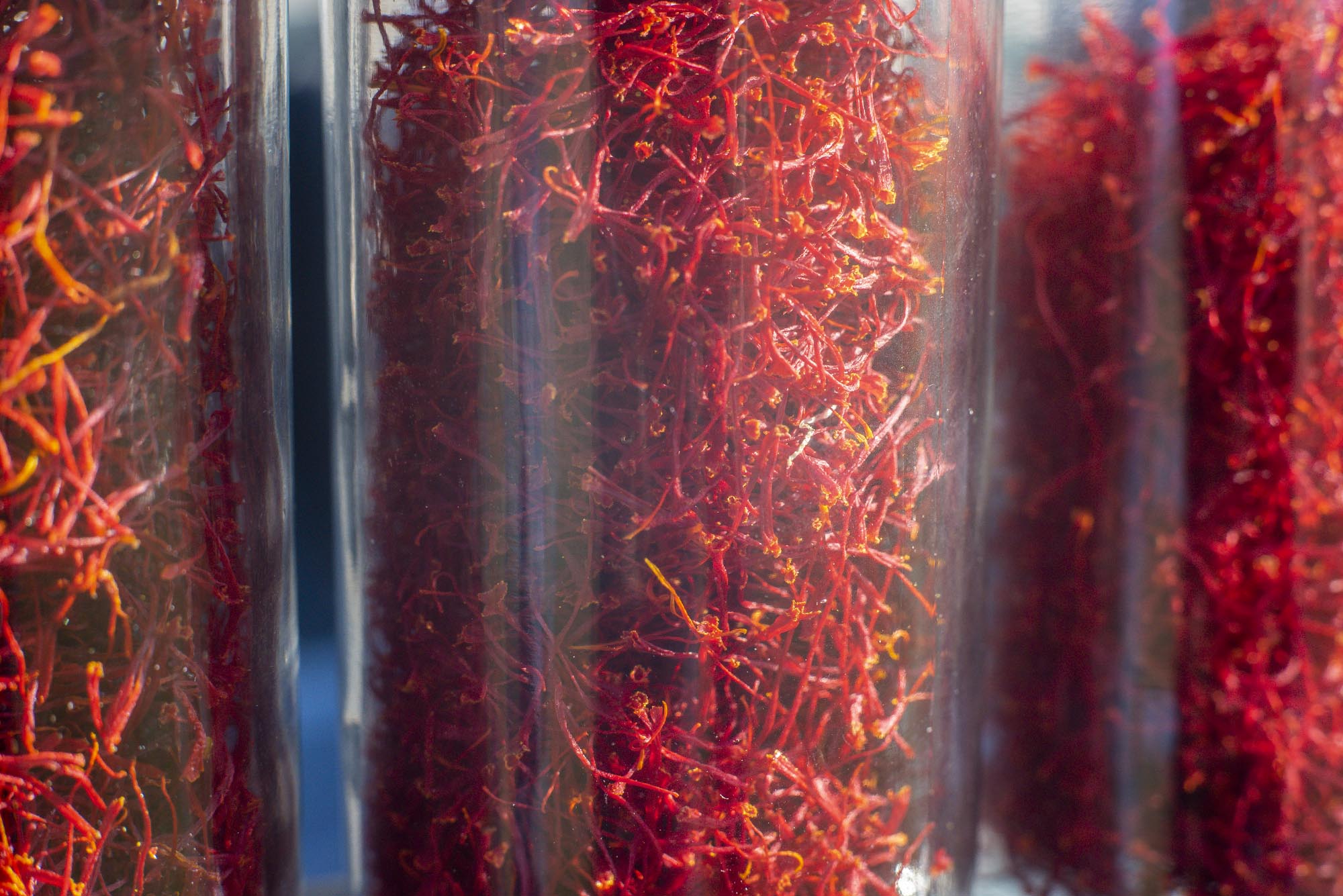 Vermont becomes a center for the fledgling U.S. saffron industry - VTDigger