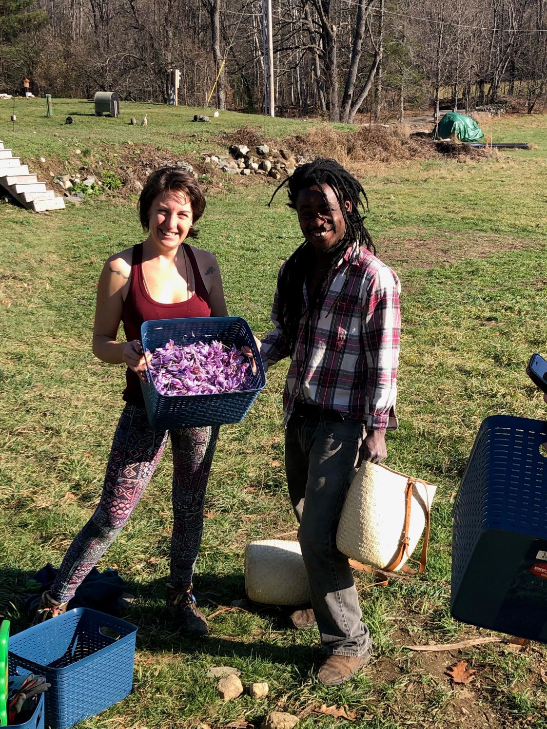 Vermont becomes a center for the fledgling U.S. saffron industry - VTDigger