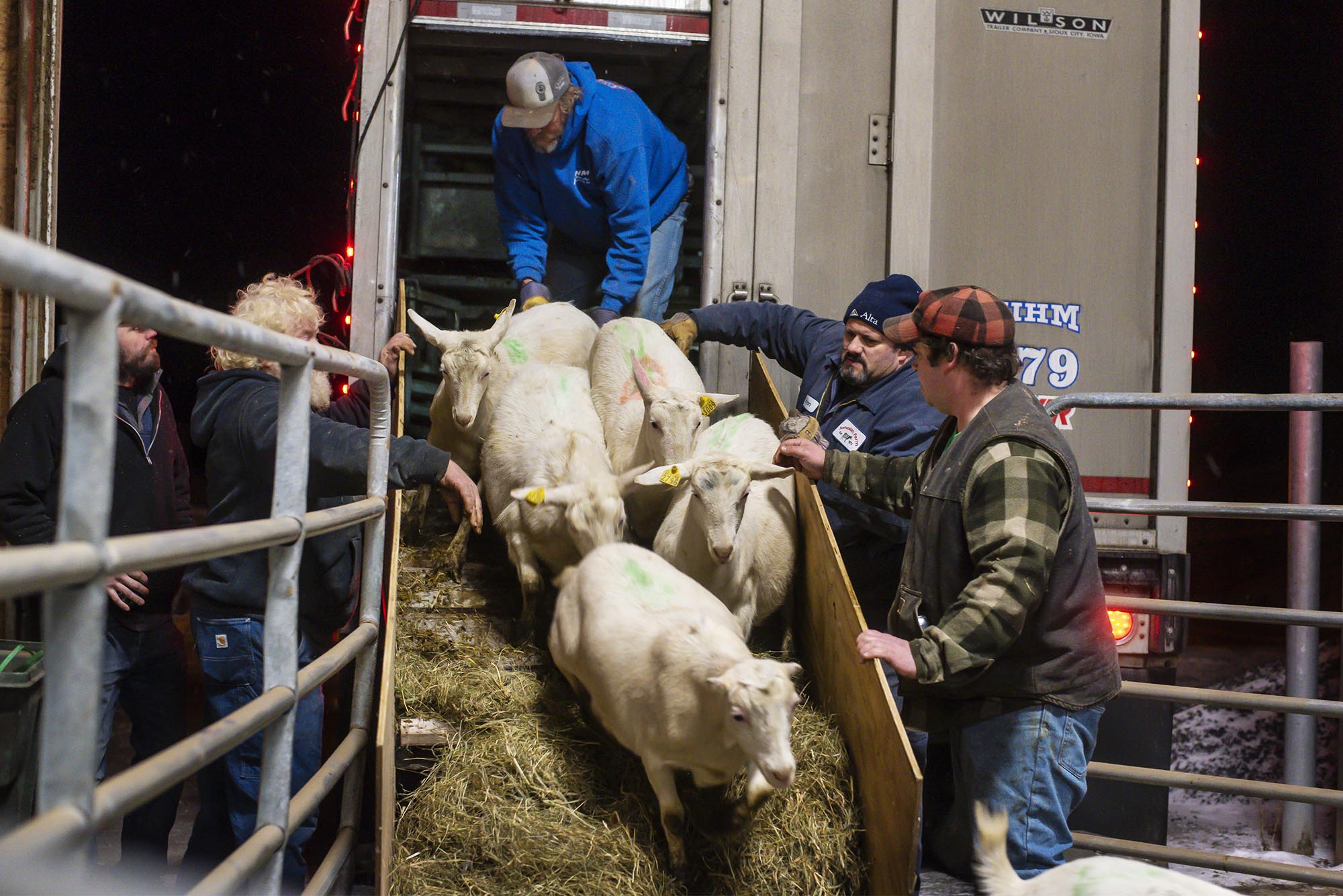 “Of course, they have more personality than cows do,” said Brian Jones ...