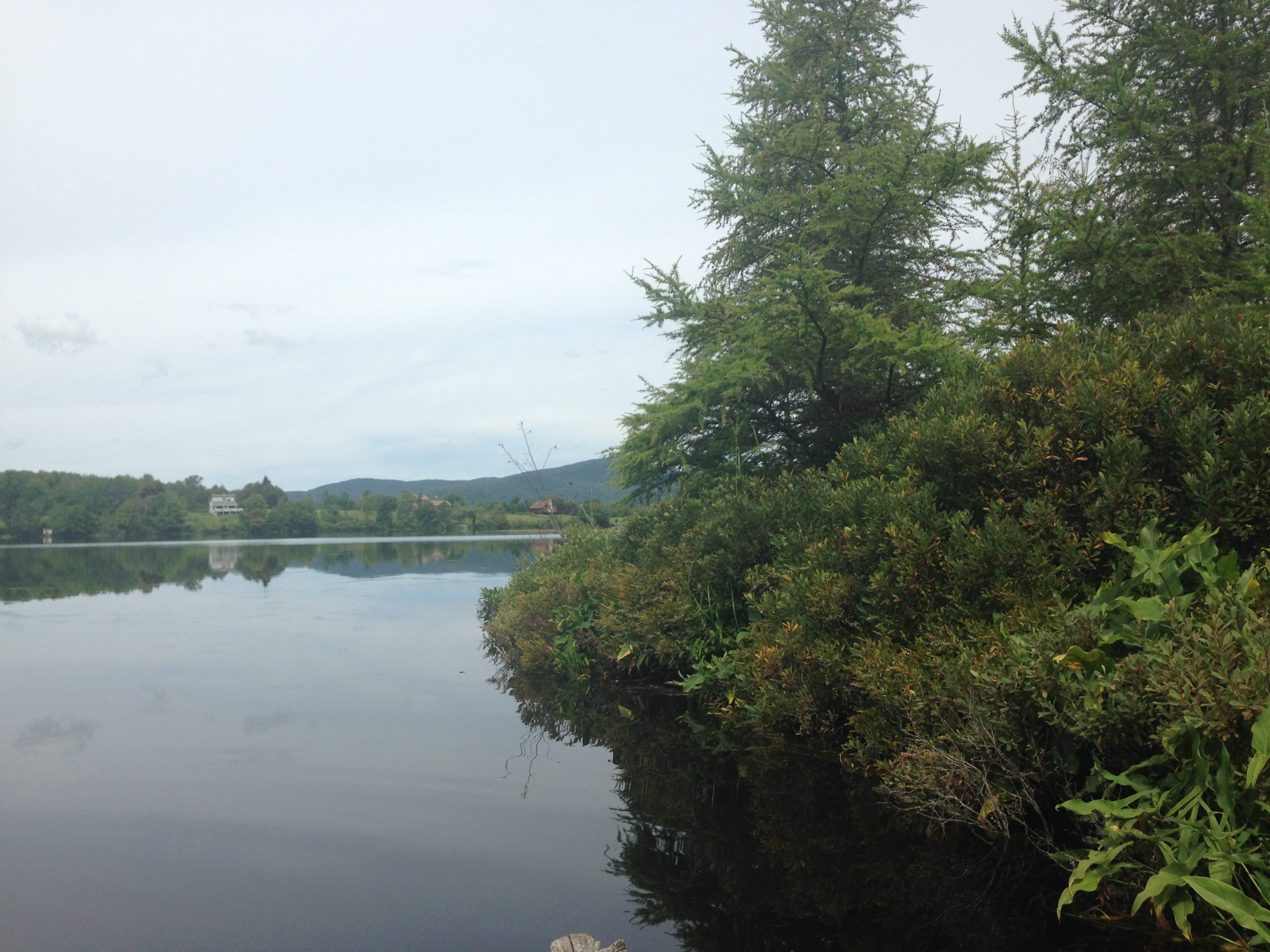 State fines landowners for removing shoreline vegetation - VTDigger