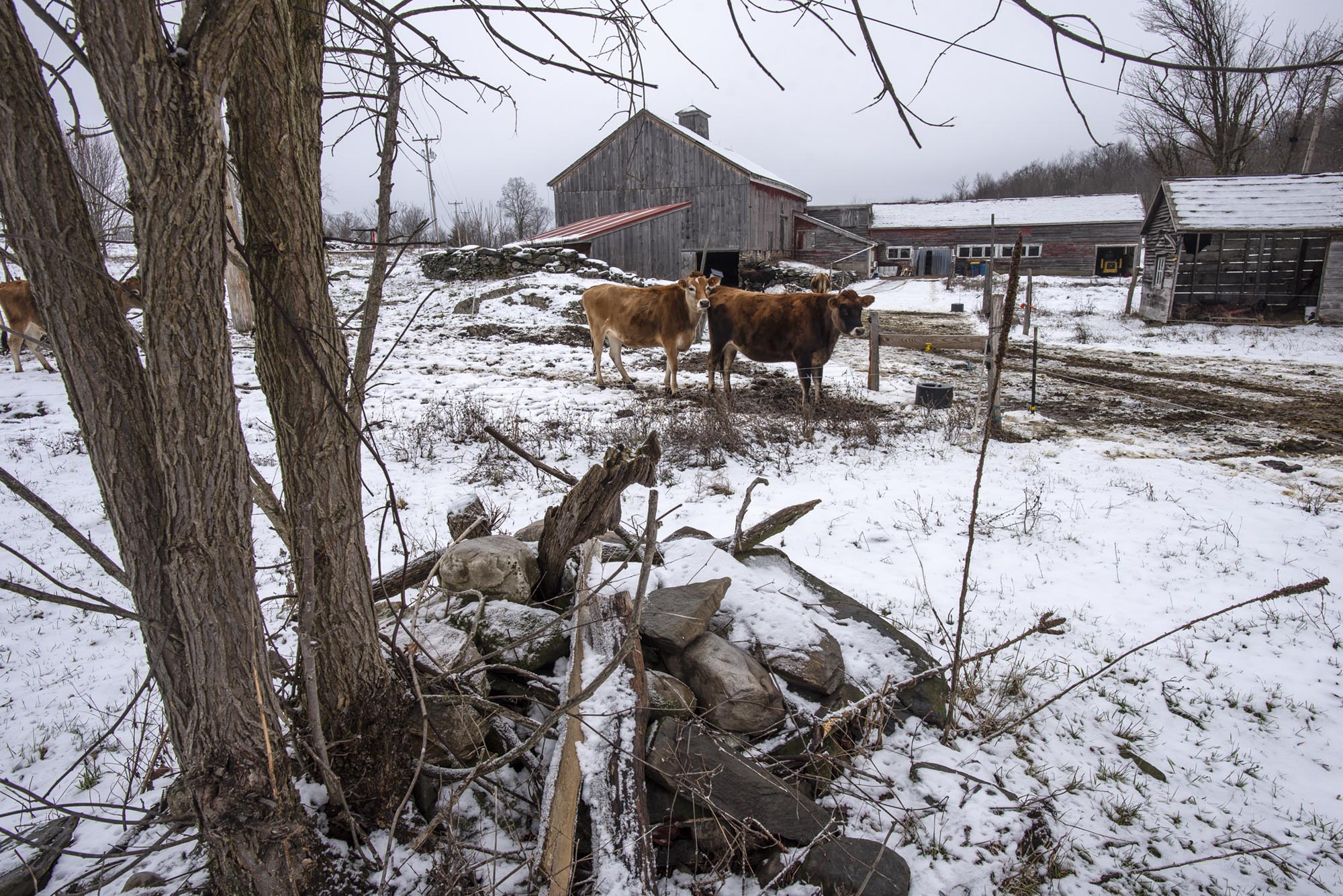 Right-of-way dispute has big implications for a small dairy farm in ...