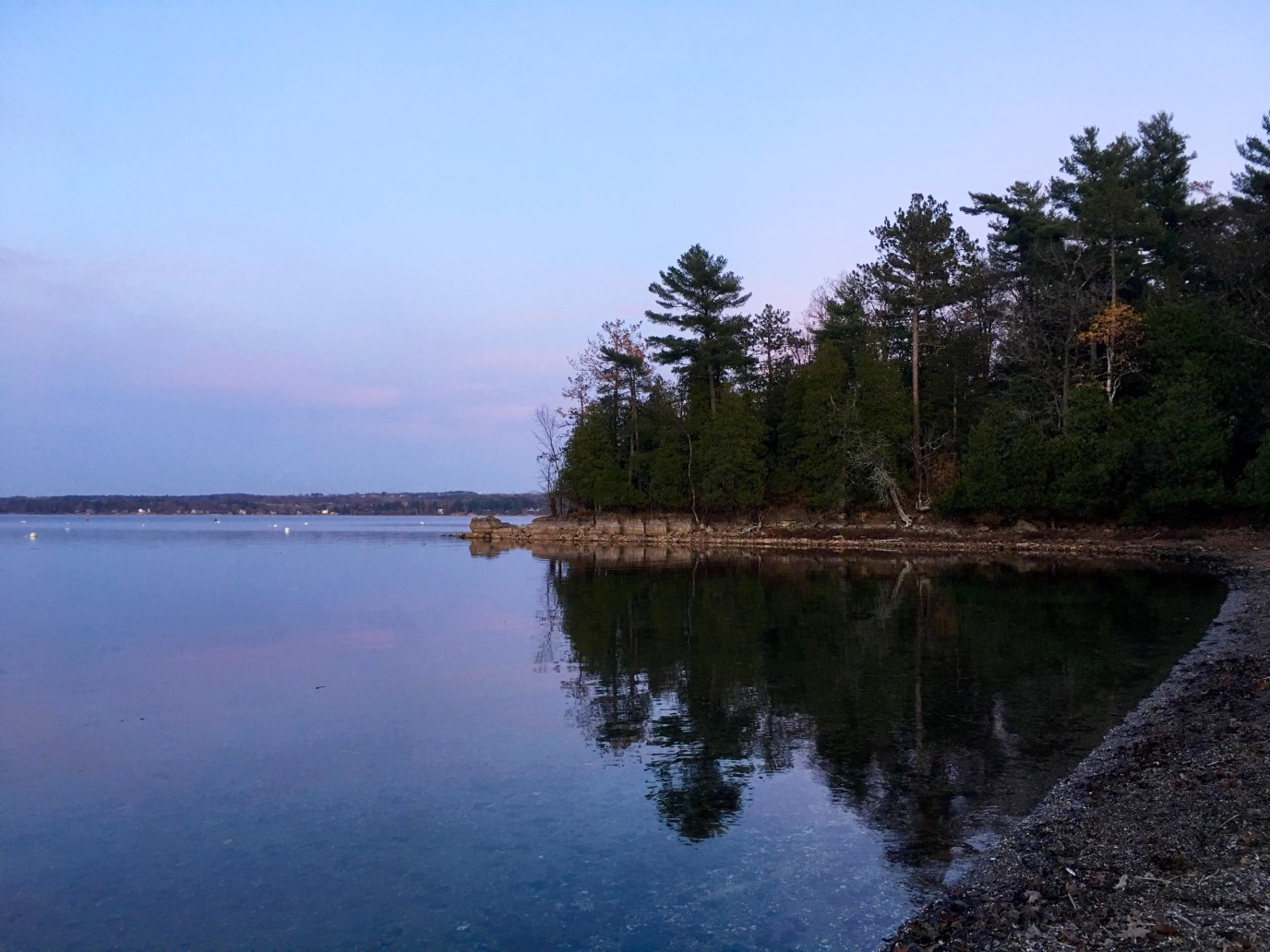 YWP: 'Oak tree' - VTDigger