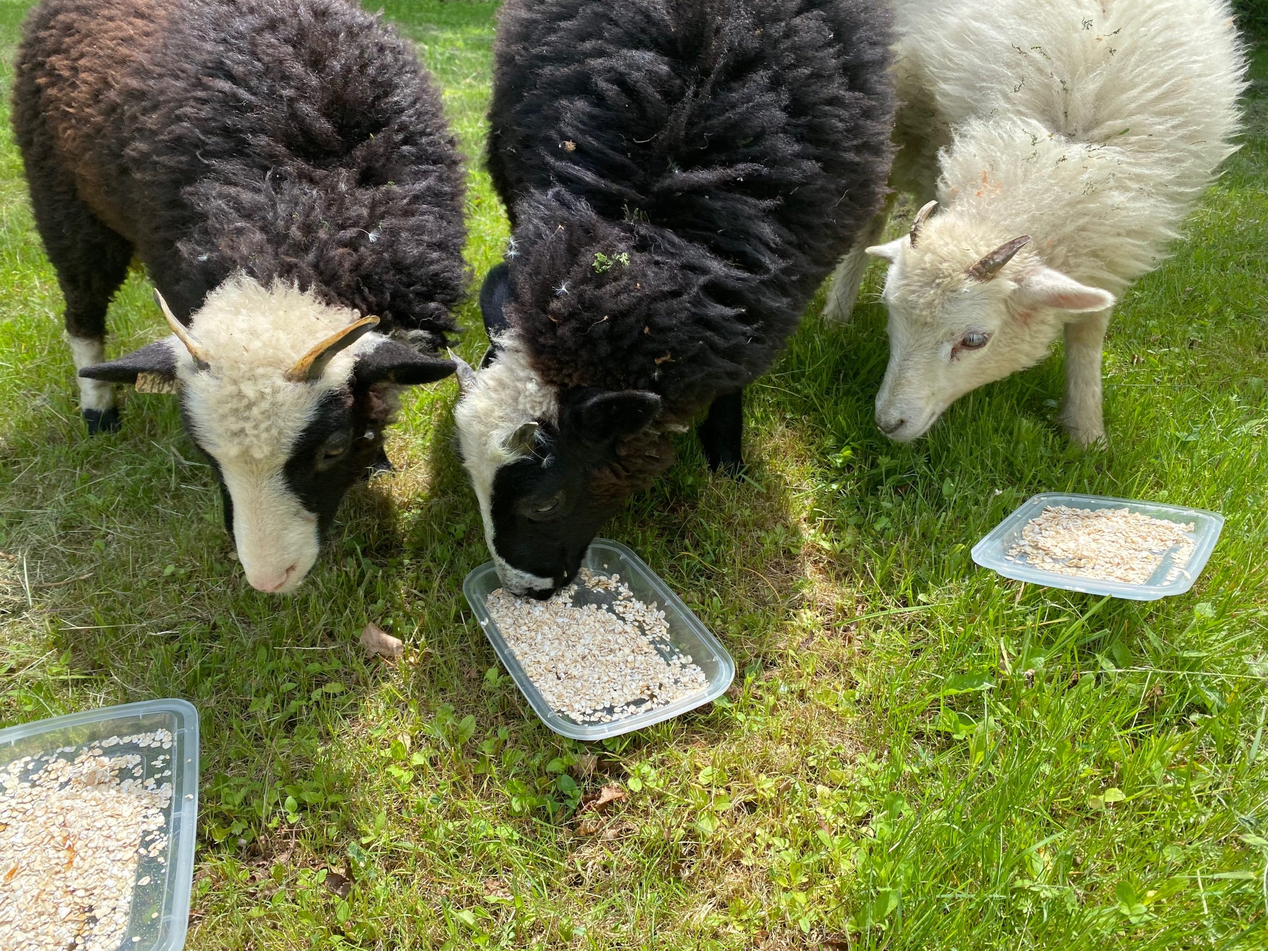 On the lamb: 3 sheep lost and found in Killington - VTDigger