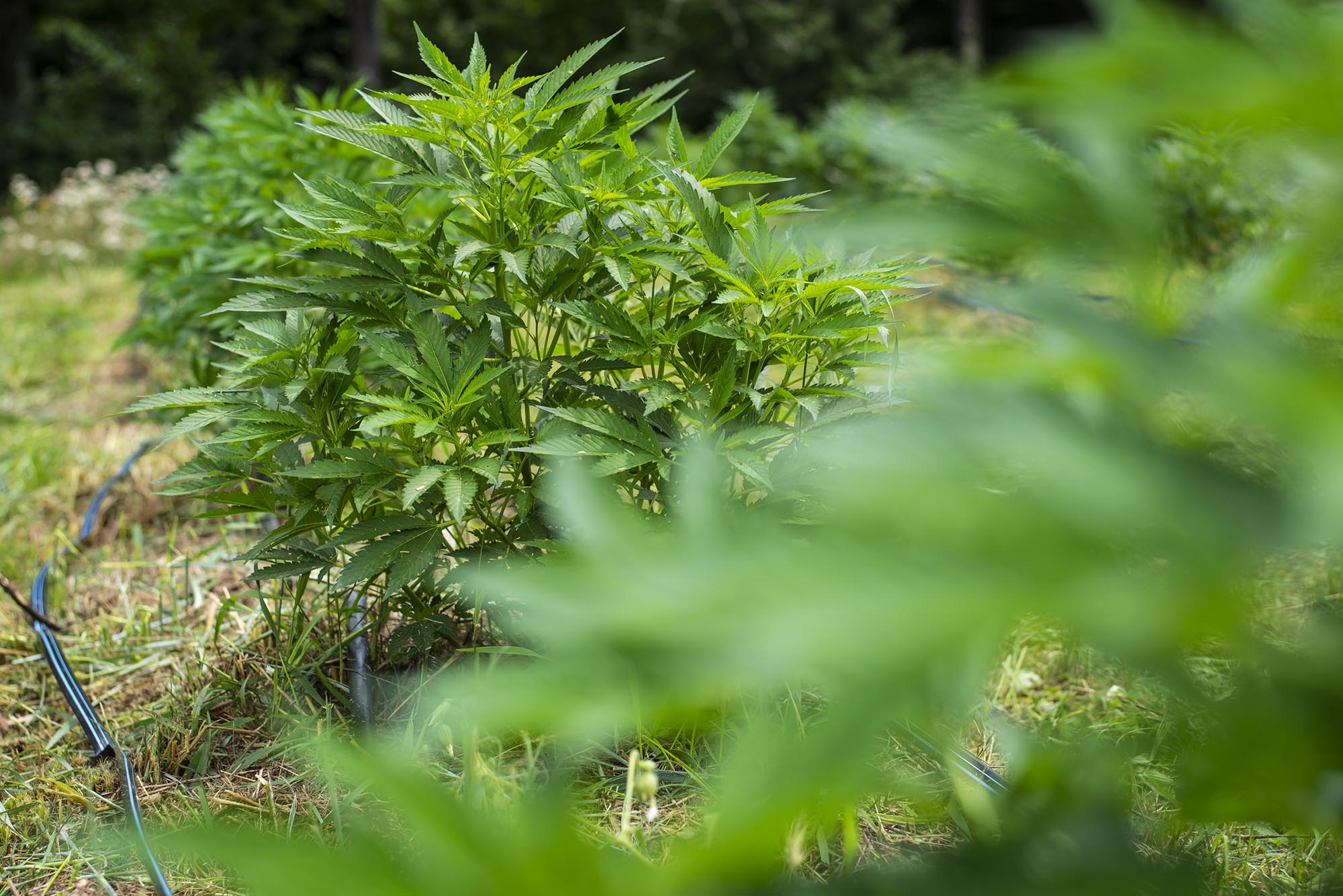 7 more applicants approved for recreational cannabis sales - VTDigger