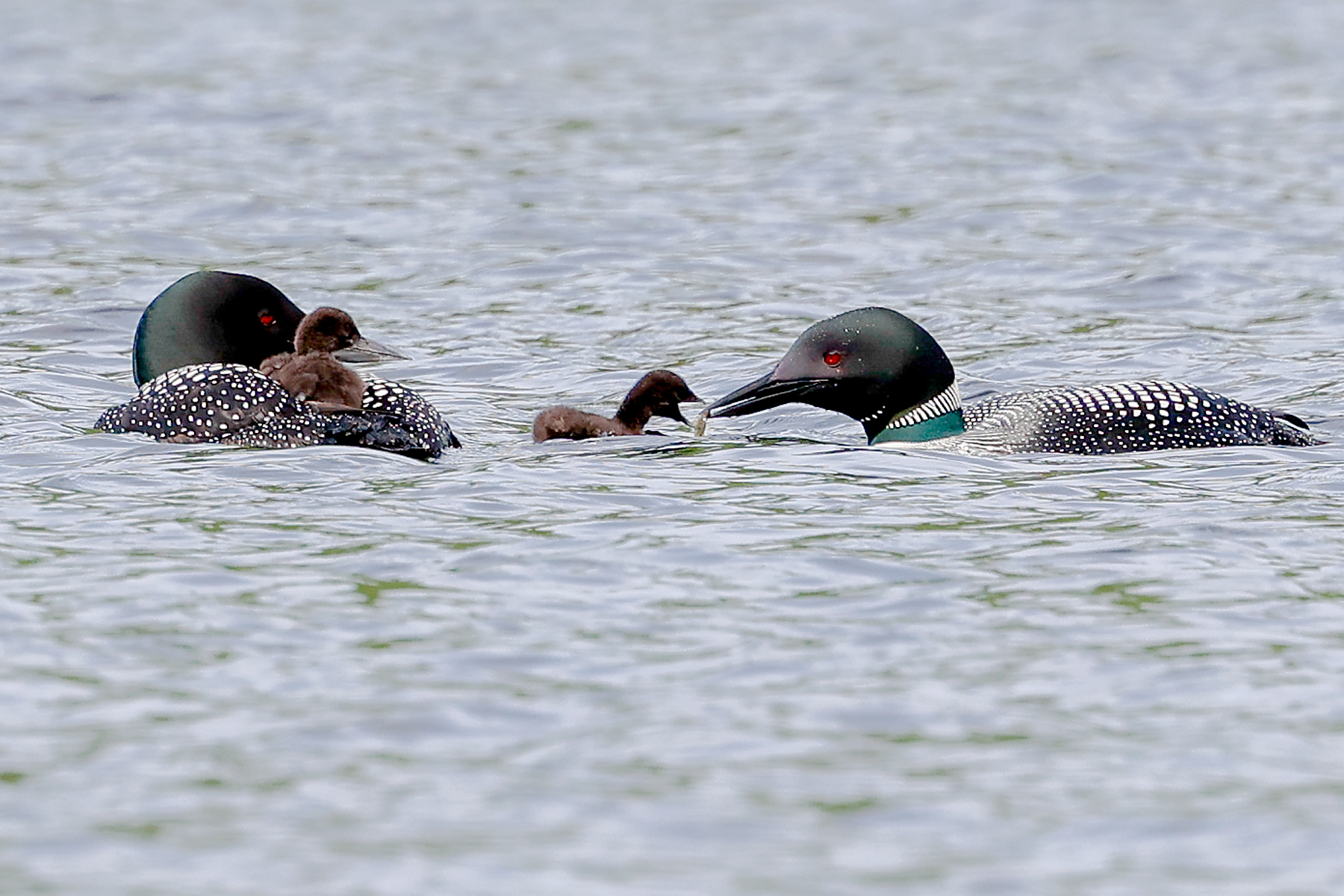 Vermont loons set record for number of active nests - VTDigger