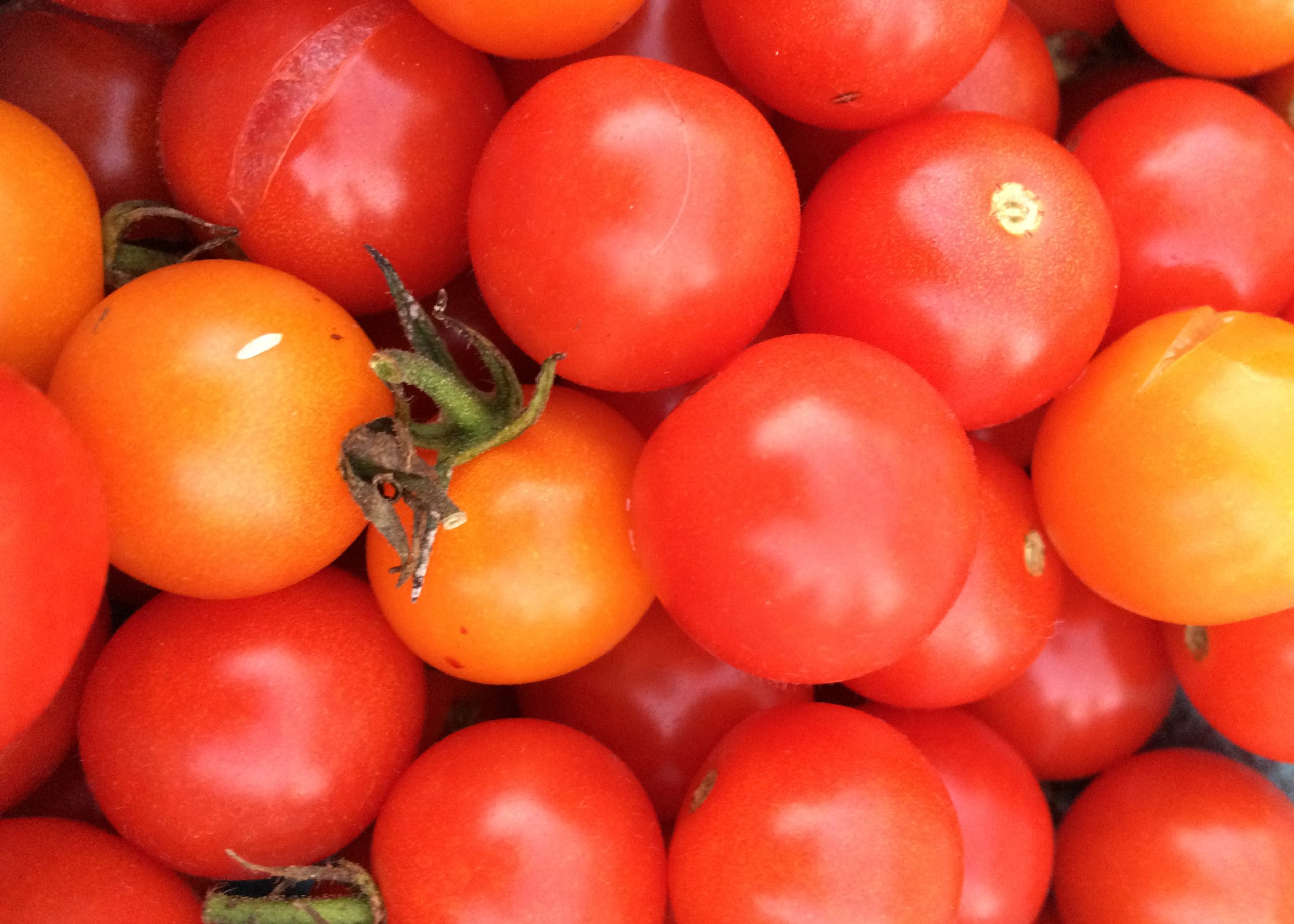 YWP: Umami - VTDigger