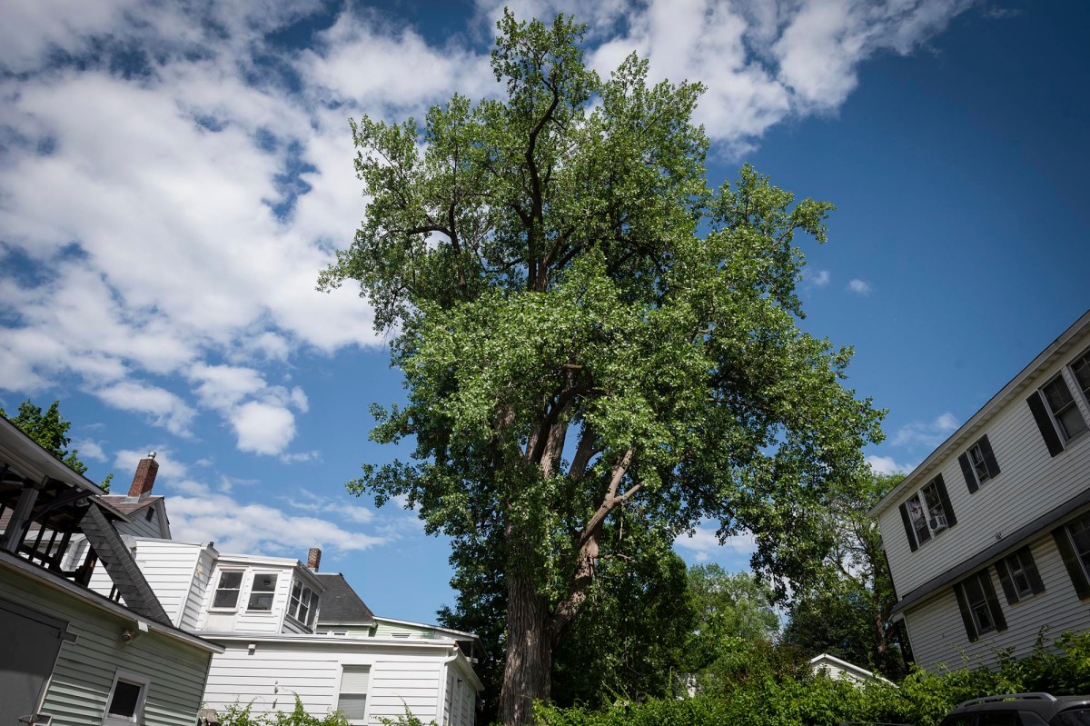 The rise and fall of the ‘biggest tree in Burlington’ - VTDigger