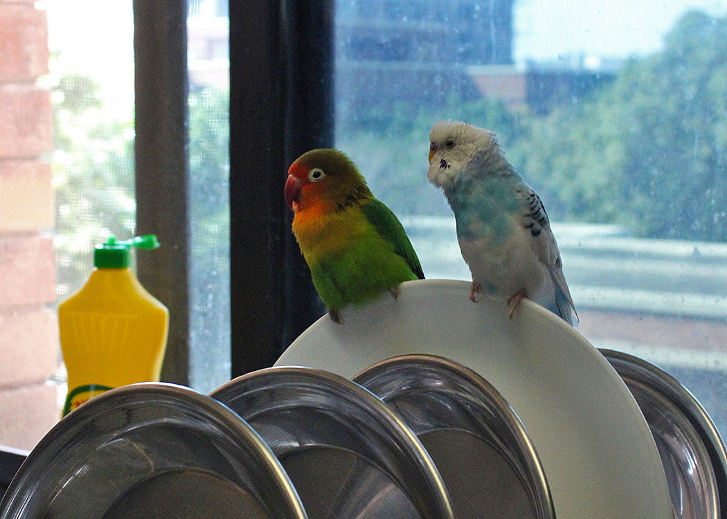 YWP: Siblingship - VTDigger