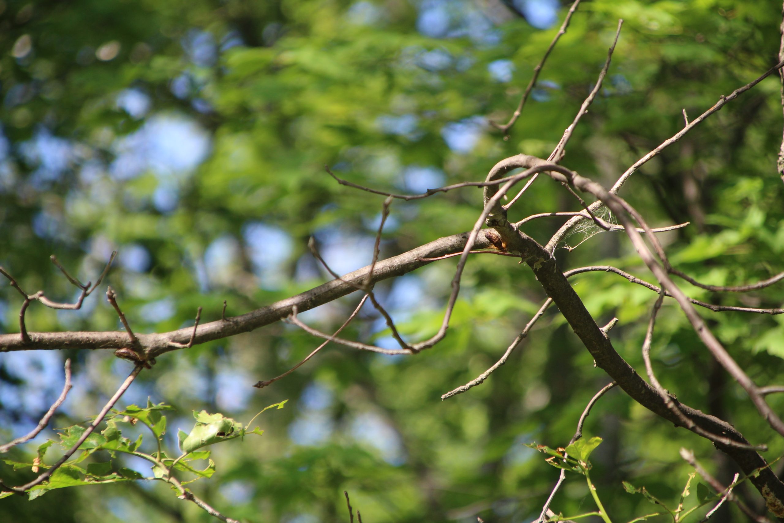 Spongy moth outbreak remains uncertain in the coming years ahead - VTDigger