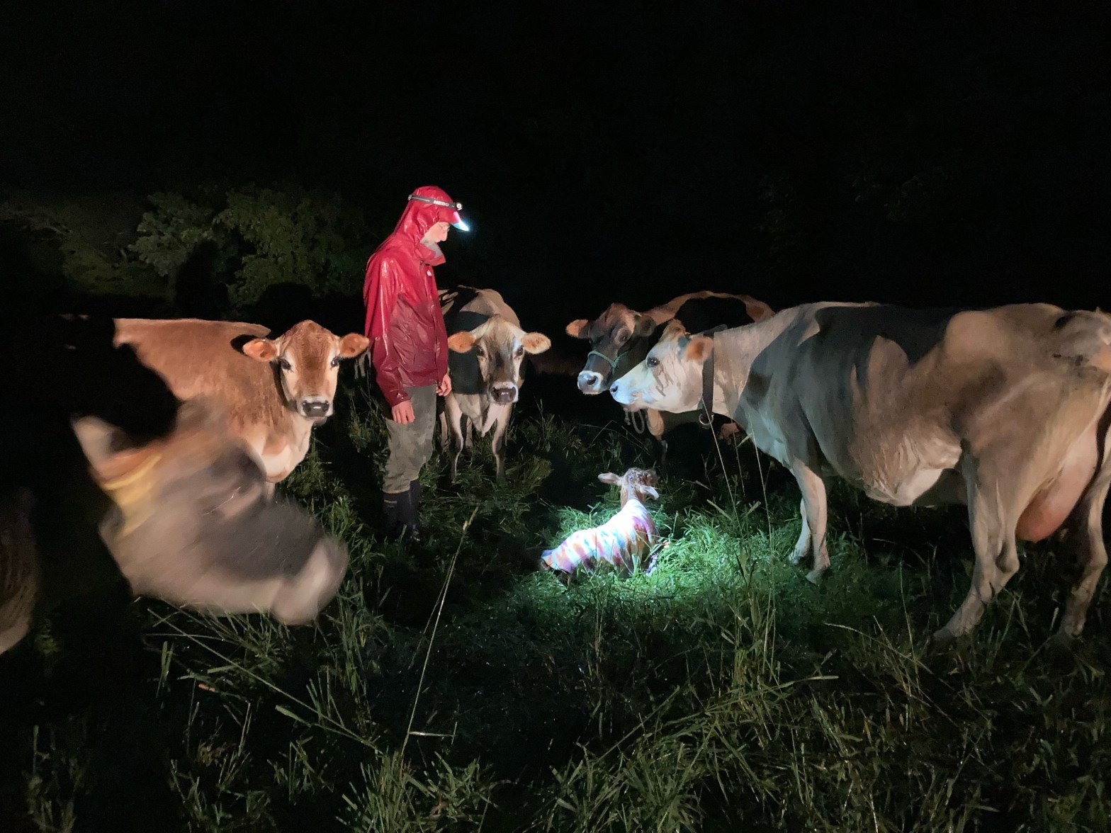 Q&A: After a wet year, then a dry one, Brattleboro’s Rebop Farm adapts ...