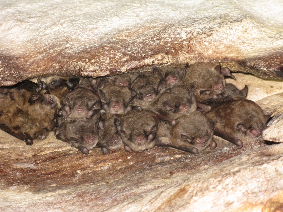 In Hinesburg, an Indiana bat colony rebounds following decline from ...