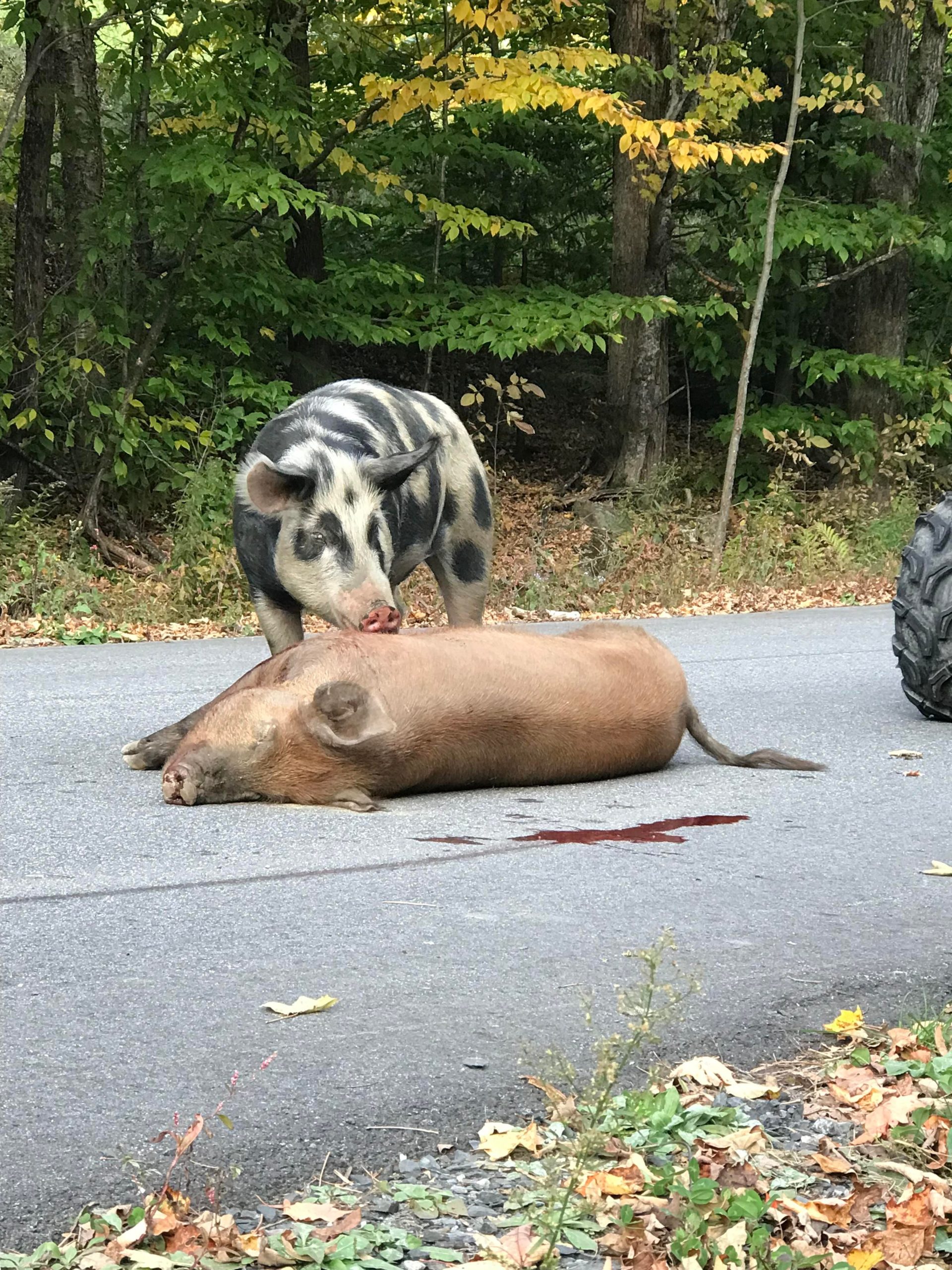 Neighbors' dispute in Northfield ends with pig dead, charges against ...