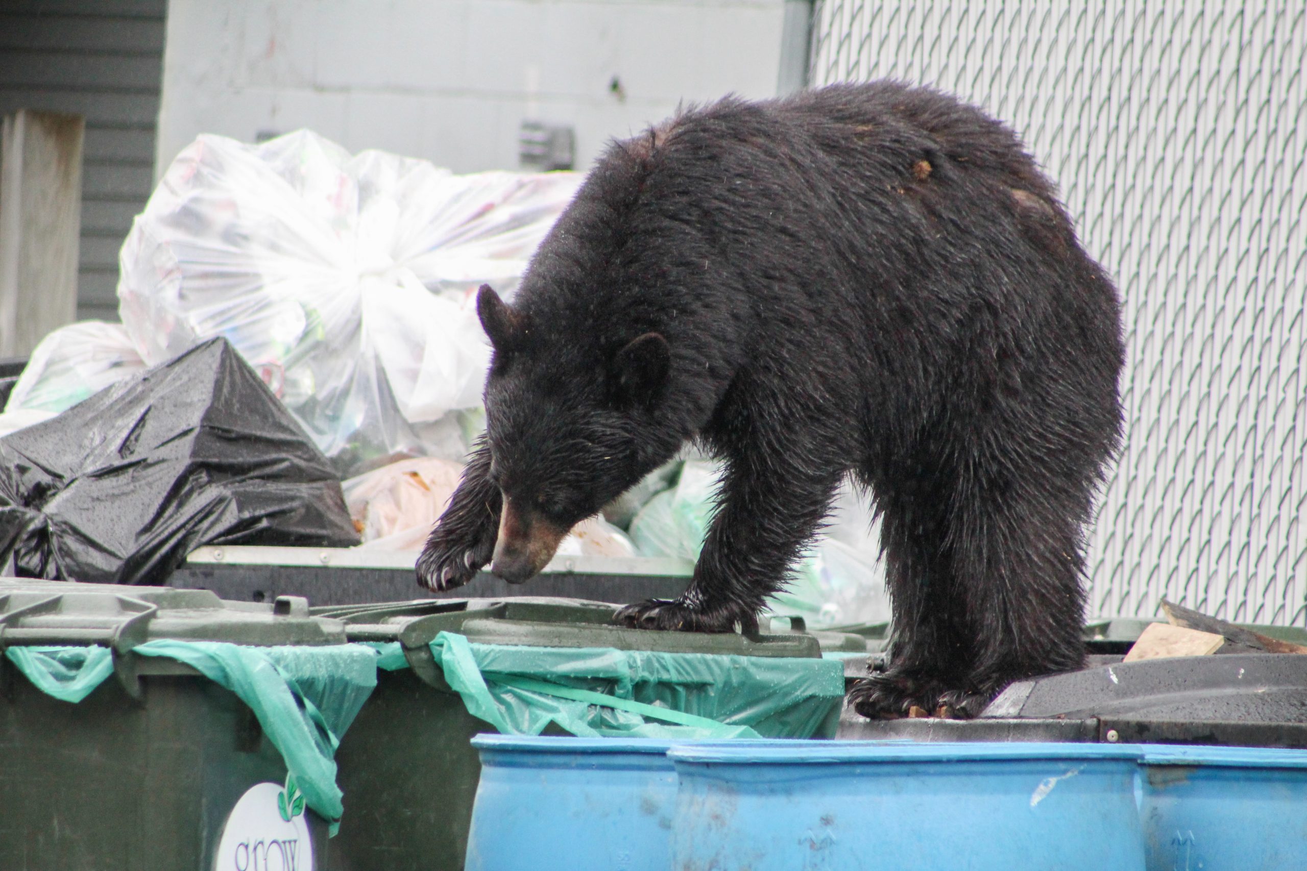 Bear euthanized in Underhill displayed ‘exceptionally rare’ predatory ...