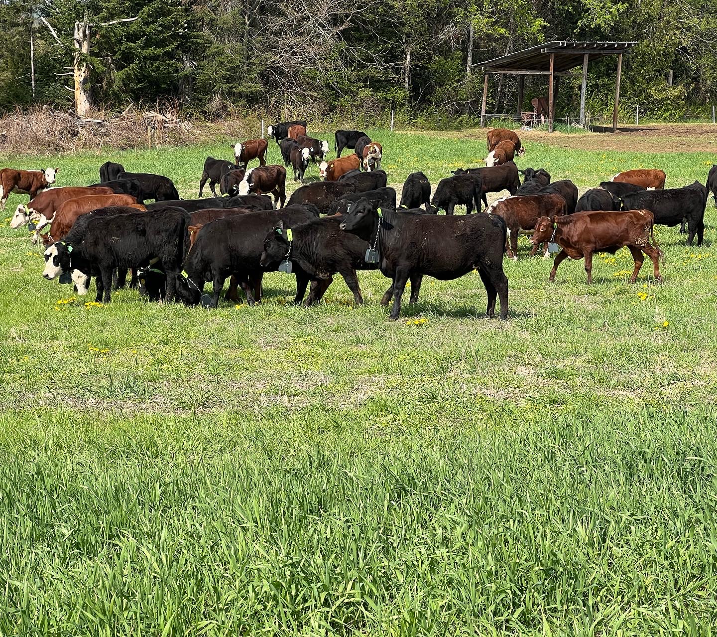 Cows in electric collars: Vermont farmers pilot virtual fencing ...