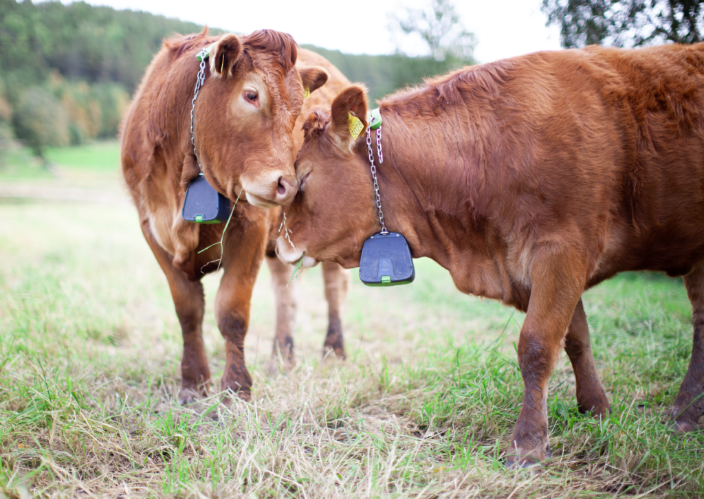 Cows in electric collars: Vermont farmers pilot virtual fencing ...