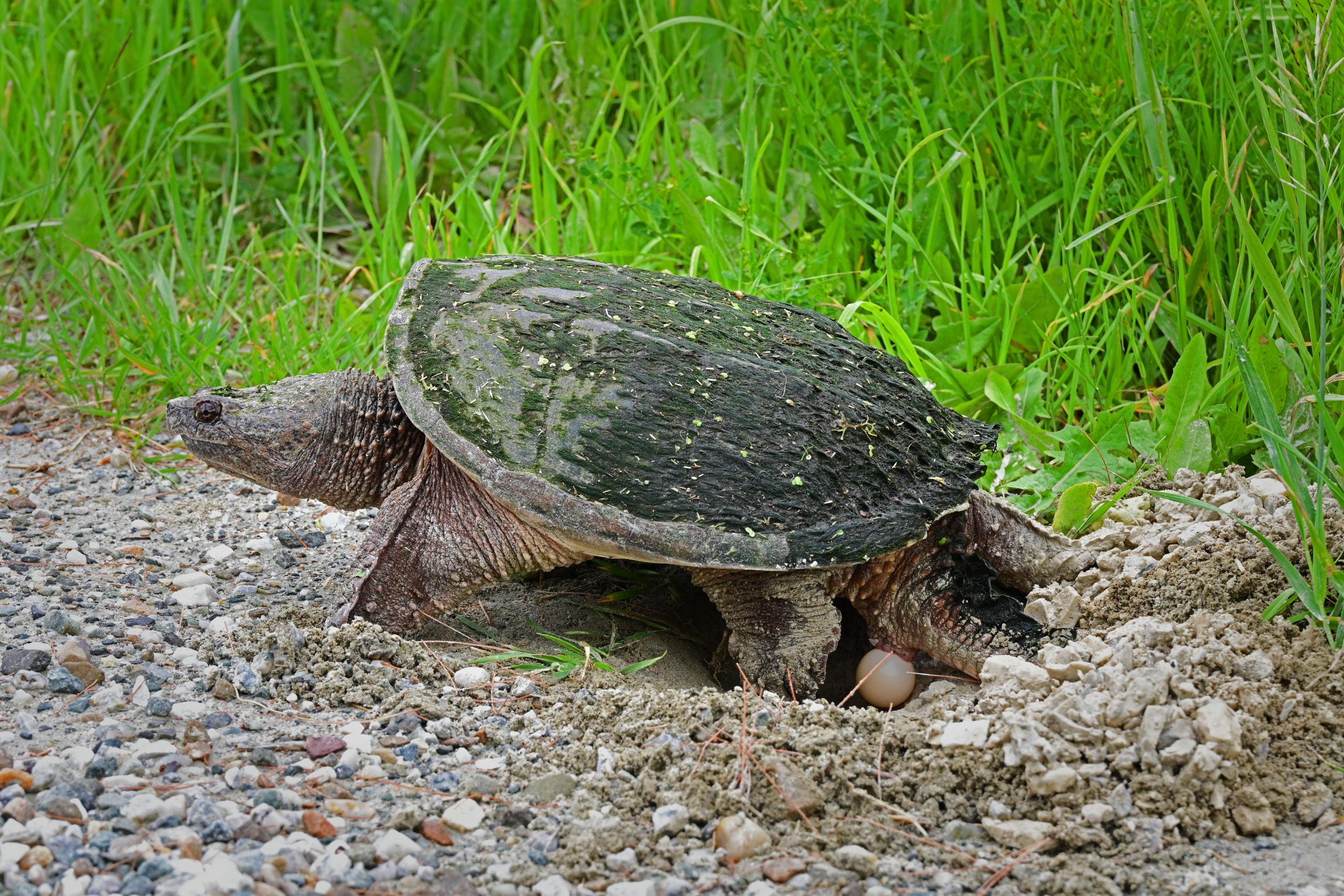 ‘They know where they’re going’: Watch out for turtles on the roadways ...