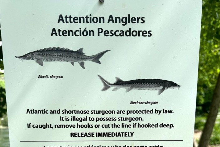 After more than a century, sturgeon return to Bellows Falls - VTDigger