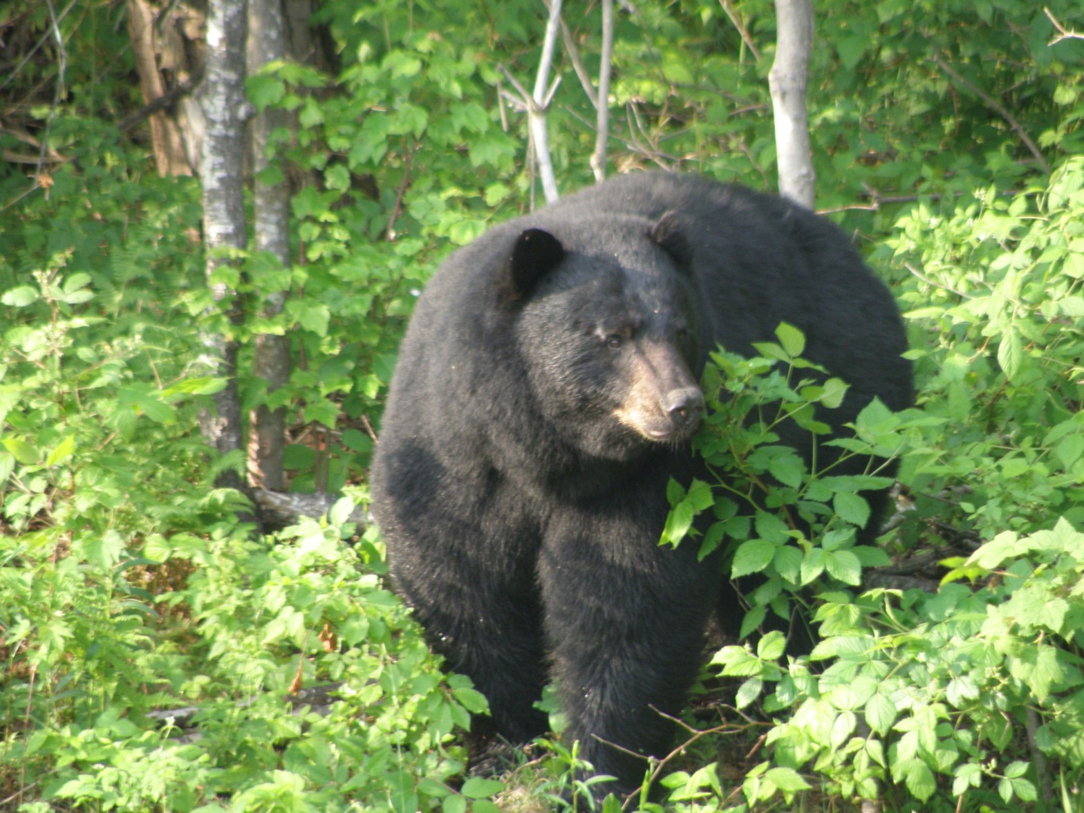 Vermont’s bear population hits a 5-year high - VTDigger