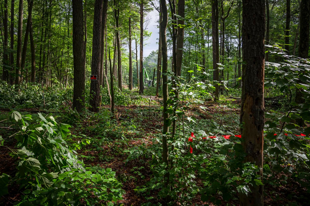 As trees fall, residents make last-ditch effort to halt construction of ...