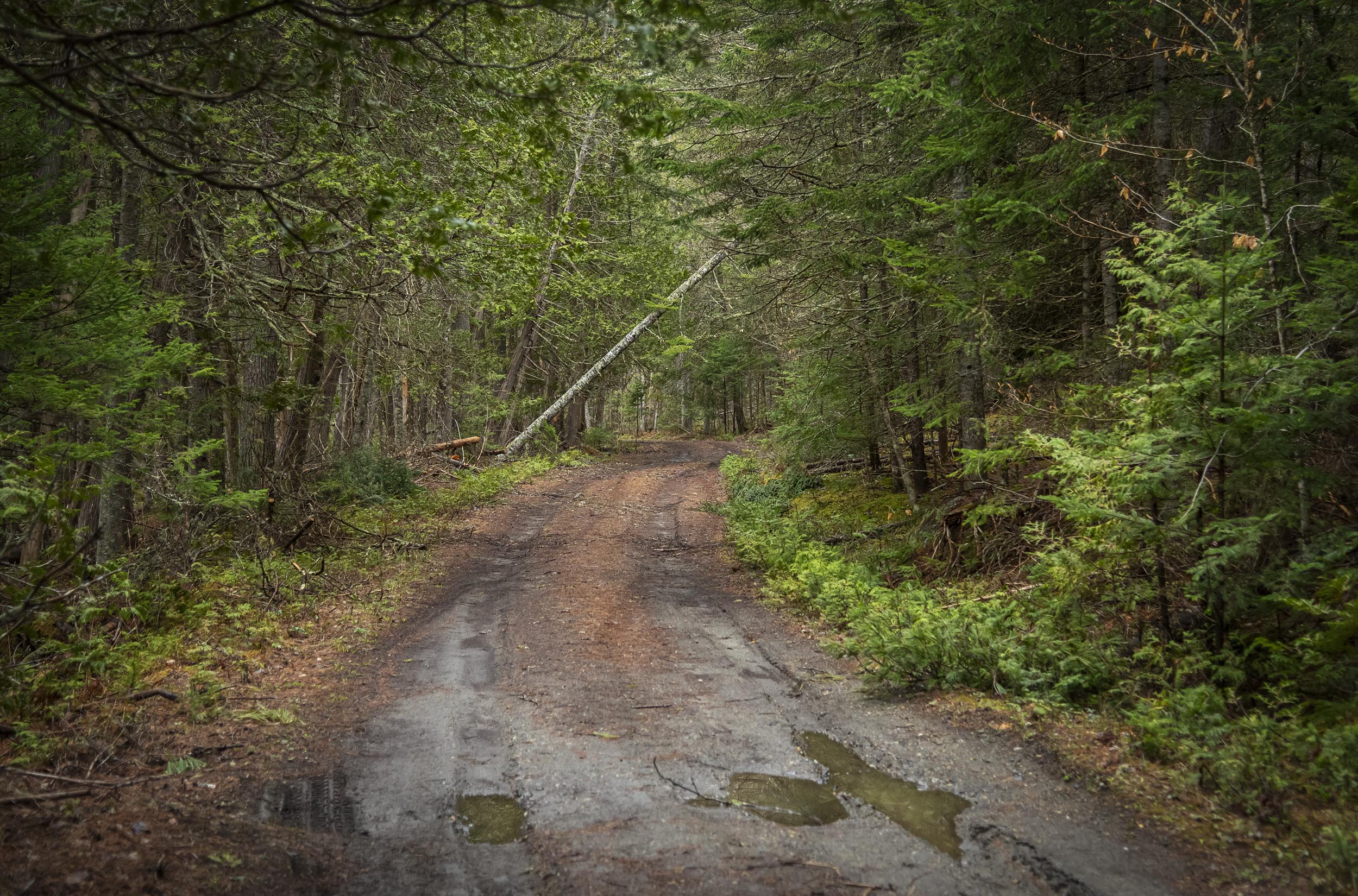 Mapping Vermont’s wildlife highway: how advanced data is helping ...