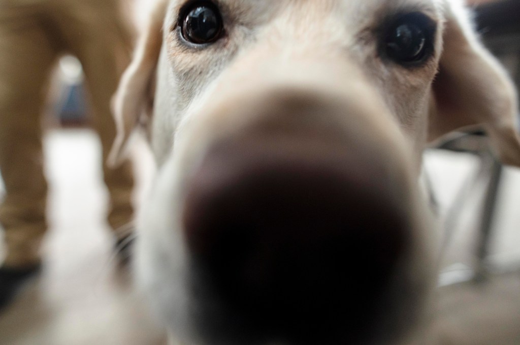 In his final years on the job, Mojo the dog sniffs out illicit material ...