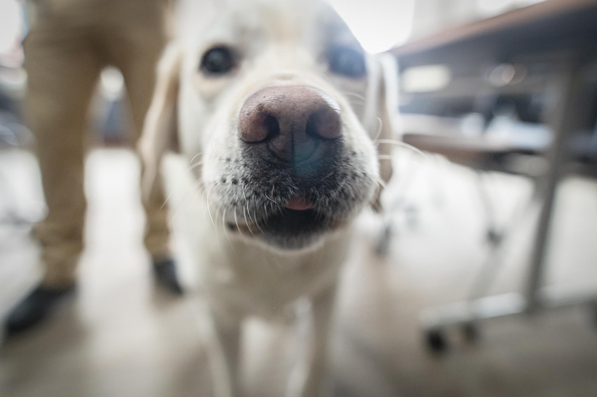 In his final years on the job, Mojo the dog sniffs out illicit material ...